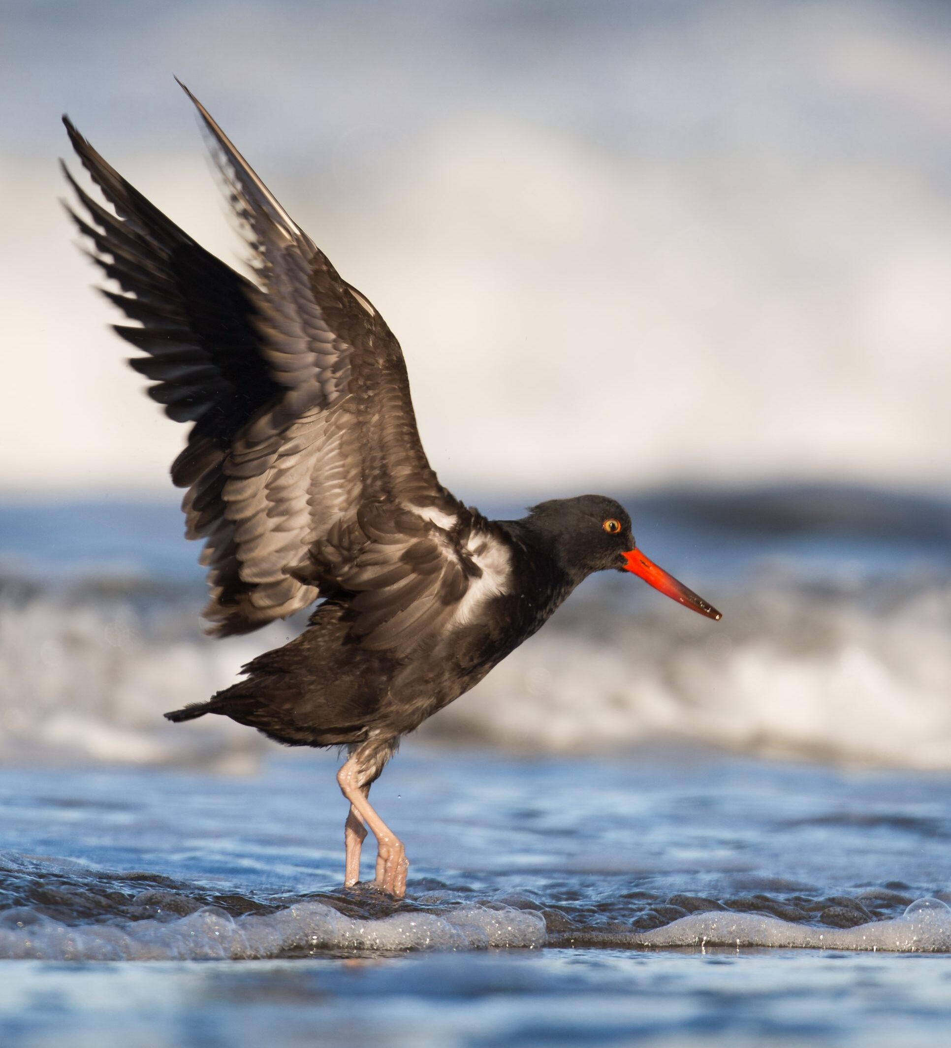 For the Birders | Visit Bandon | Southern Oregon Coast | Travel & Events